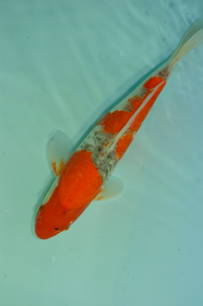 Rundgang bei Koi Kichi